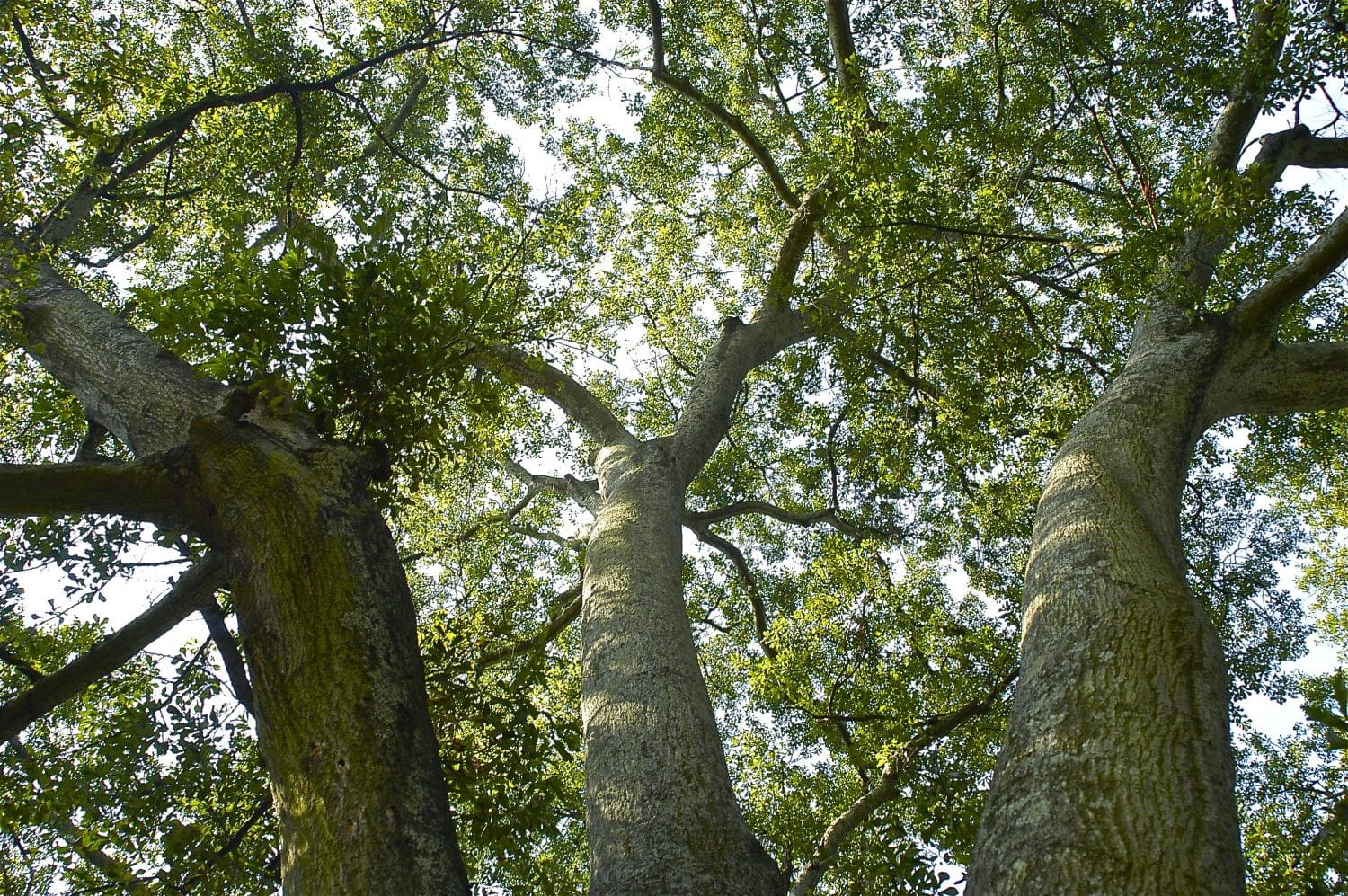 Trees Up Angle 2008 - Piedmont Park Conservancy, Inc.