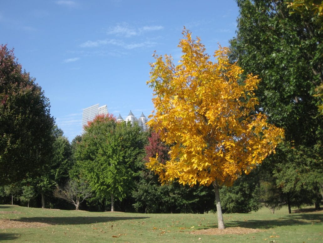 Yellow Tree - Piedmont Park Conservancy, Inc.