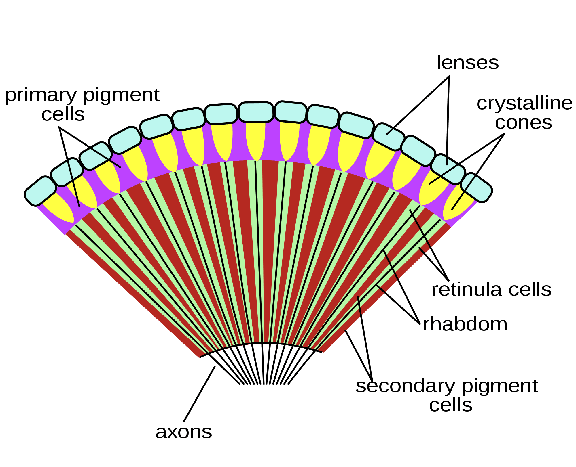 2000px Insect compound eye diagram svg Piedmont Park Conservancy Inc 