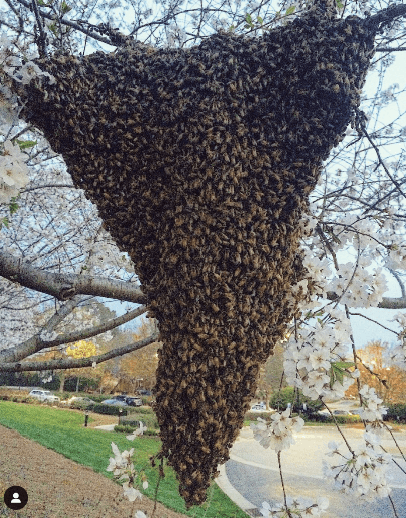 Bee Aware: Spring May Bring Honeybee Colonies to Piedmont Park ...