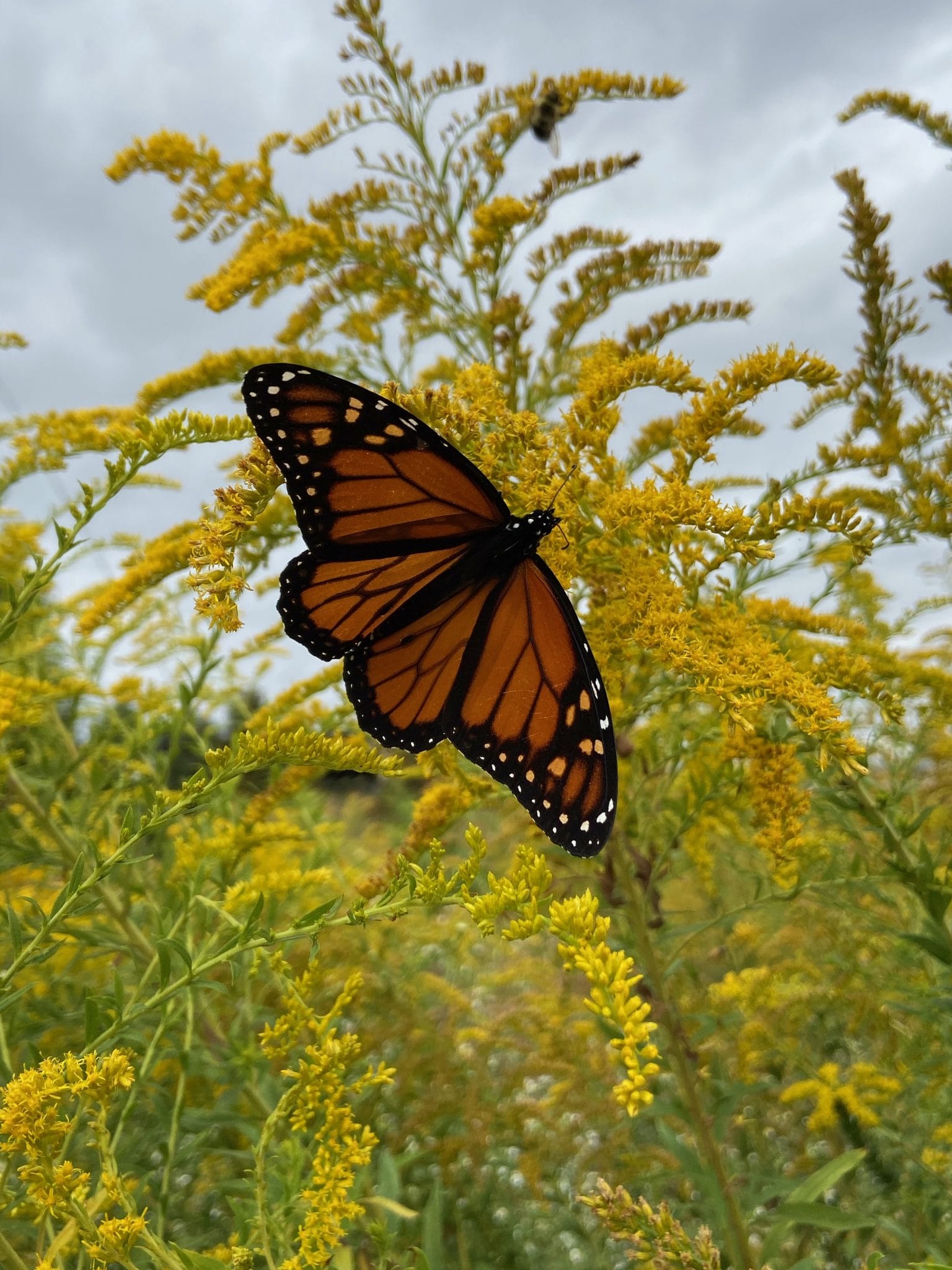 Monarch Marathon: Fall Butterfly Migration in Piedmont Park - Piedmont ...
