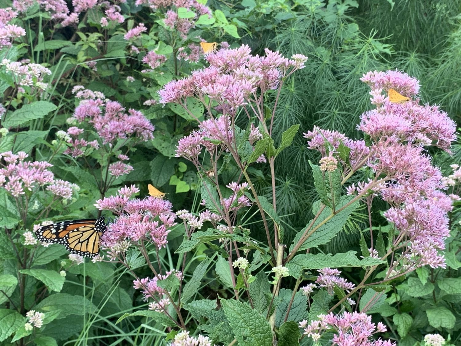 Monarch Marathon: Fall Butterfly Migration in Piedmont Park - Piedmont ...