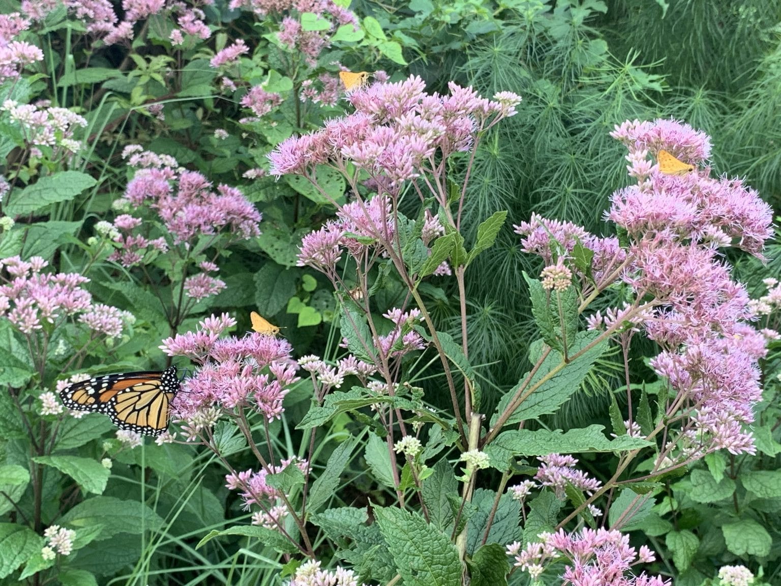 Monarch Marathon: Fall Butterfly Migration in Piedmont Park - Piedmont ... Monarch Marathon: Fall Butterfly Migration in Piedmont Park - Piedmont ...