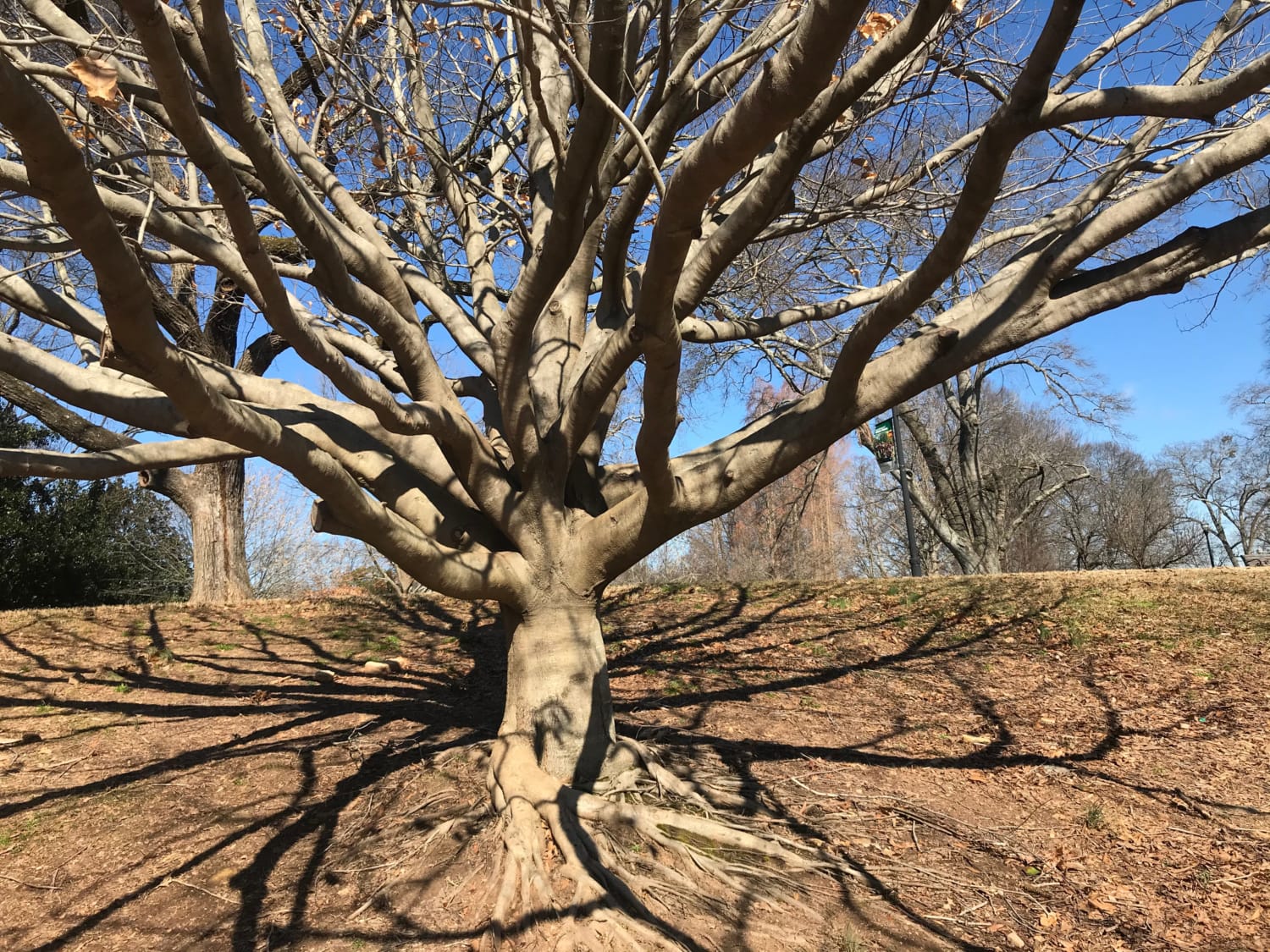 beech-tree-in-winter-2021 - Piedmont Park Conservancy, Inc.